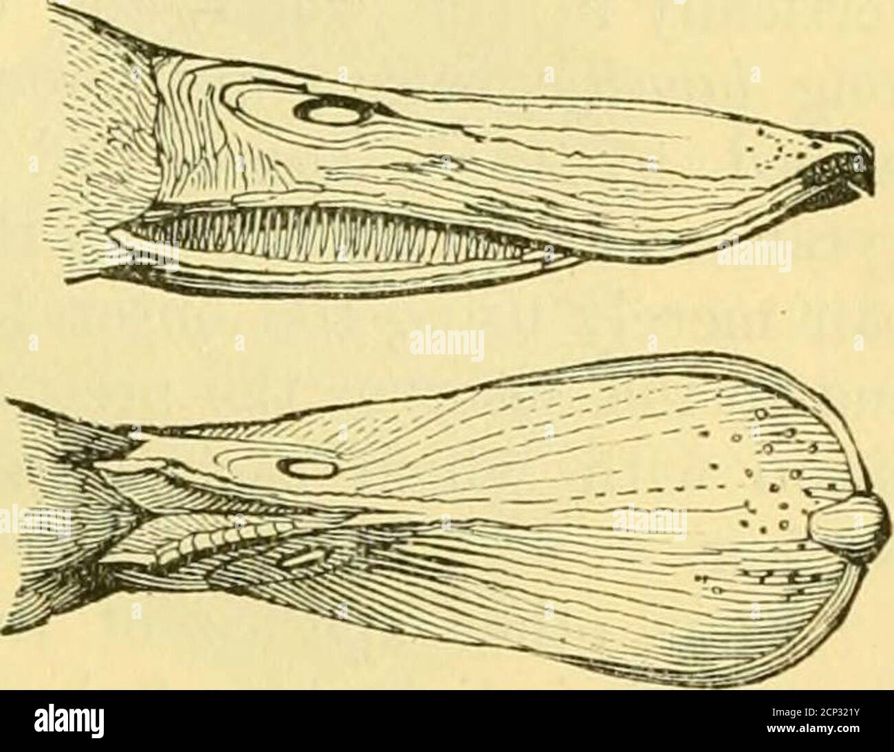 Xiphias Gladius Linnaeus 1758 Species India Biodiversity Portal