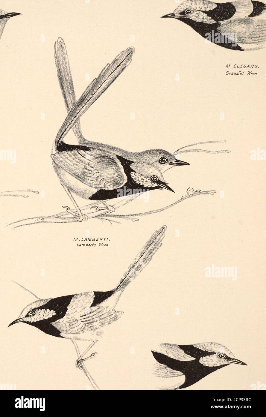 Gould's birds of australia hi-res stock photography and images - Alamy