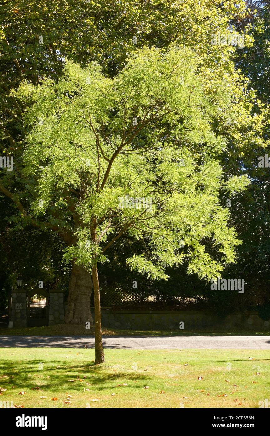 European ash tree hi-res stock photography and images - Alamy