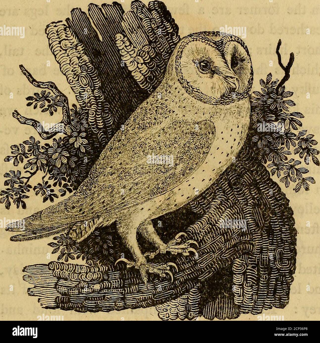 Female feen hi-res stock photography and images - Alamy