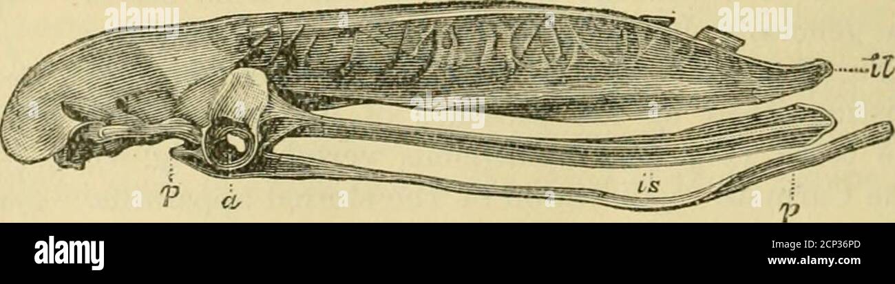 Bookauthorlyde hi-res stock photography and images - Alamy