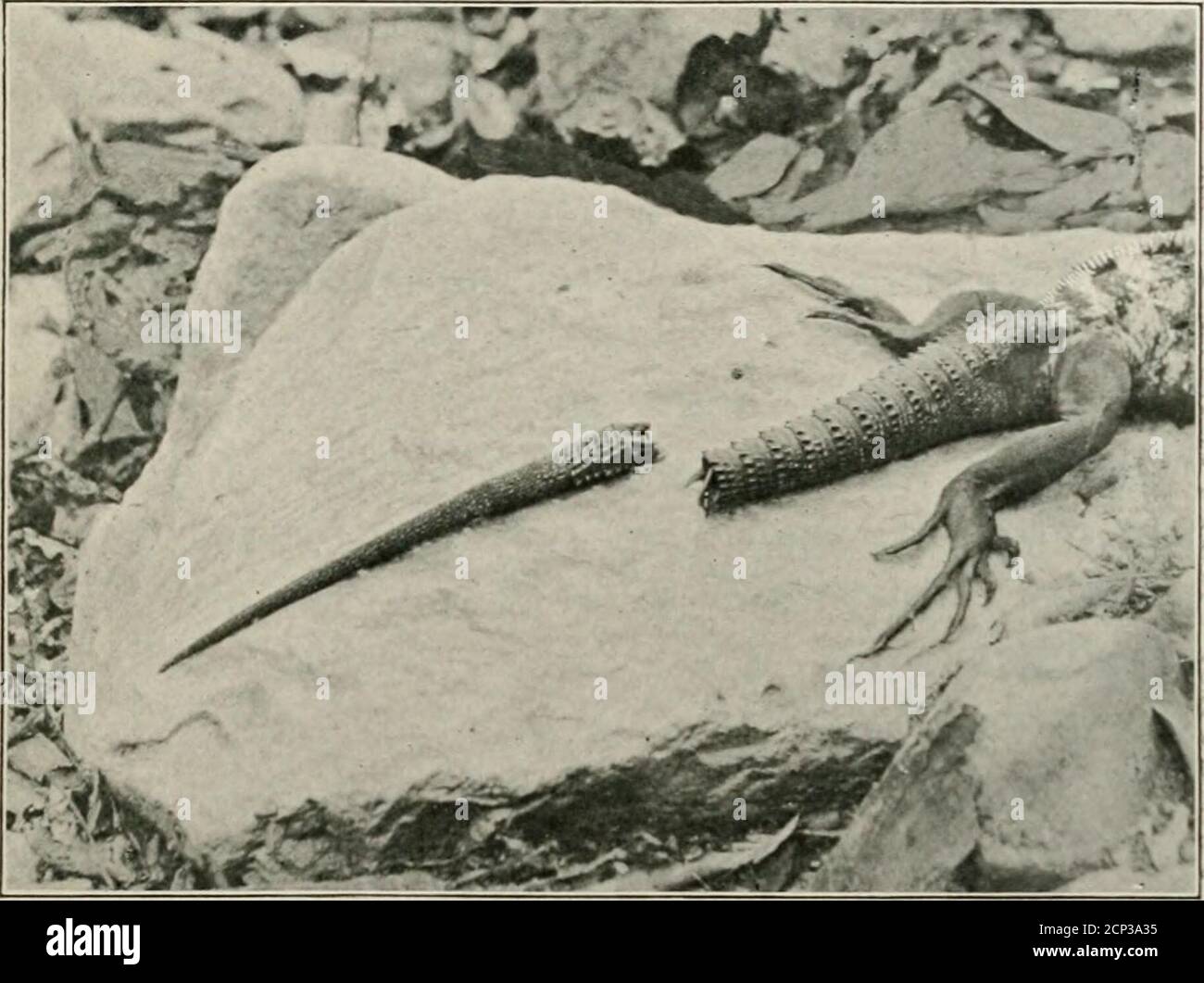 Internal structure of bird bone hi-res stock photography and images - Alamy