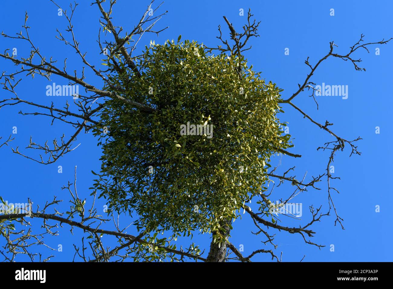 Mistletoe tree hi-res stock photography and images - Alamy