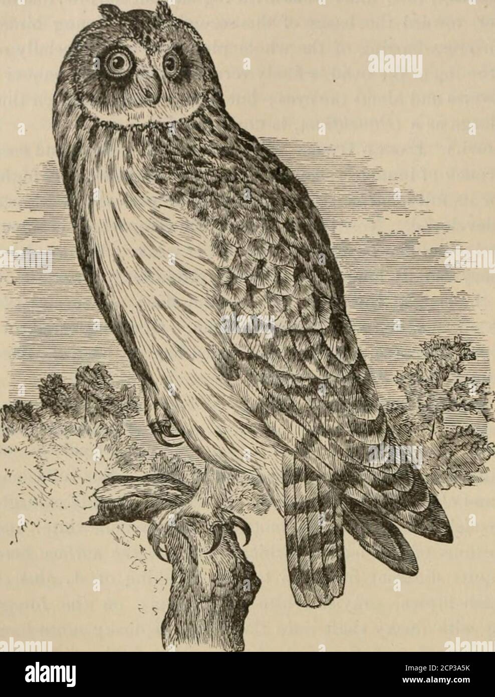 Fossil Owl