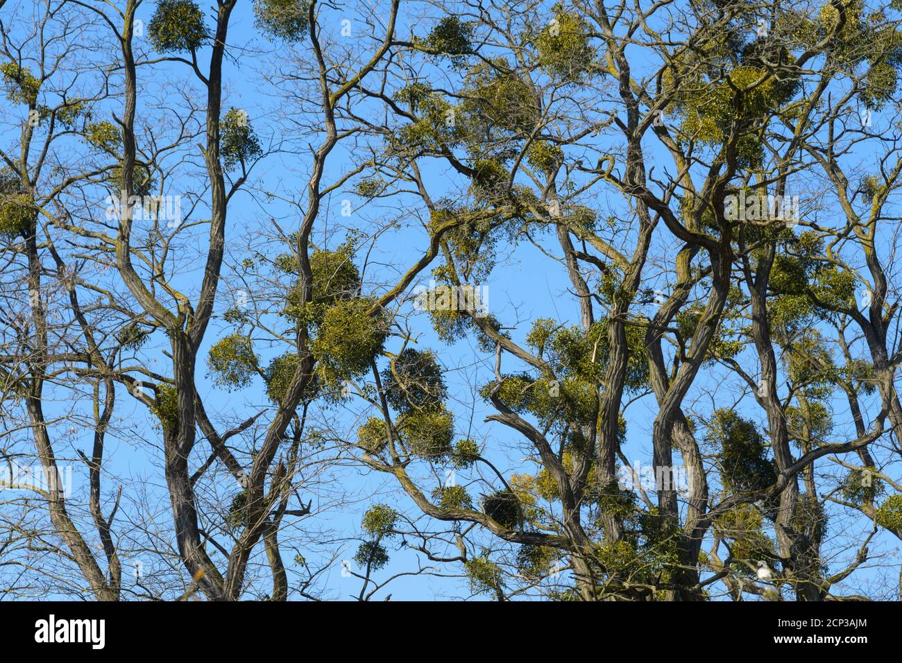 Mistletoe tree hi-res stock photography and images - Alamy