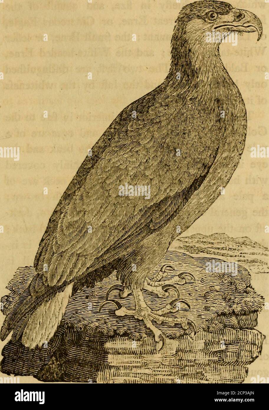 Great erne cinereous eagle hi-res stock photography and images - Alamy