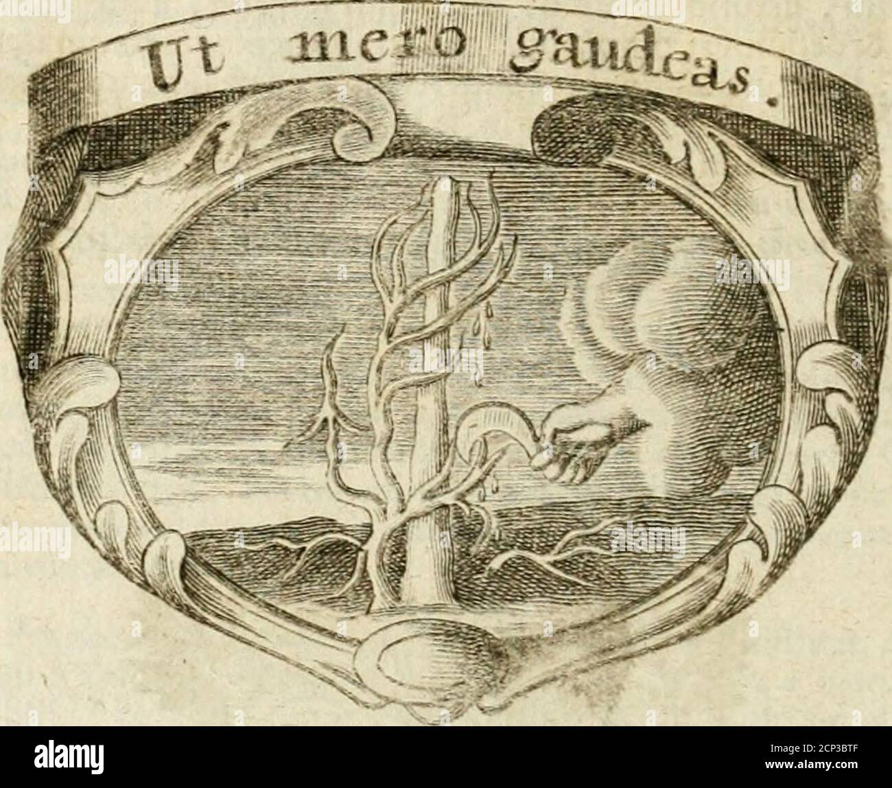 . Mater amoris et doloris : quam Christus in cruce moriens omnibus ac ...