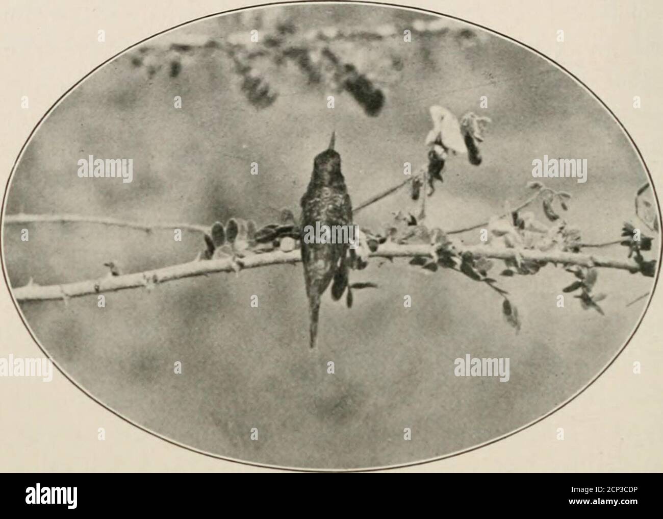 Musician wren bird hi-res stock photography and images - Alamy