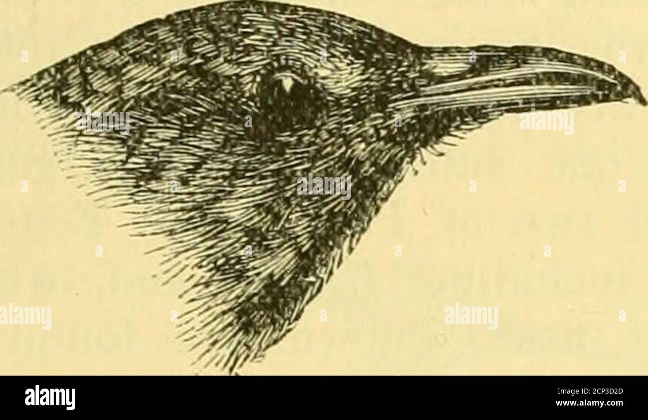 Bell birds new zealand hi-res stock photography and images - Alamy