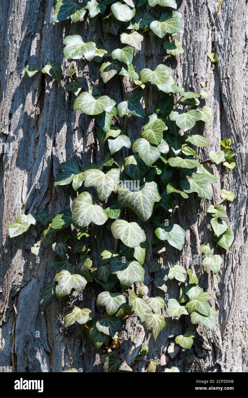 Poplar Bark High Resolution Stock Photography and Images - Alamy