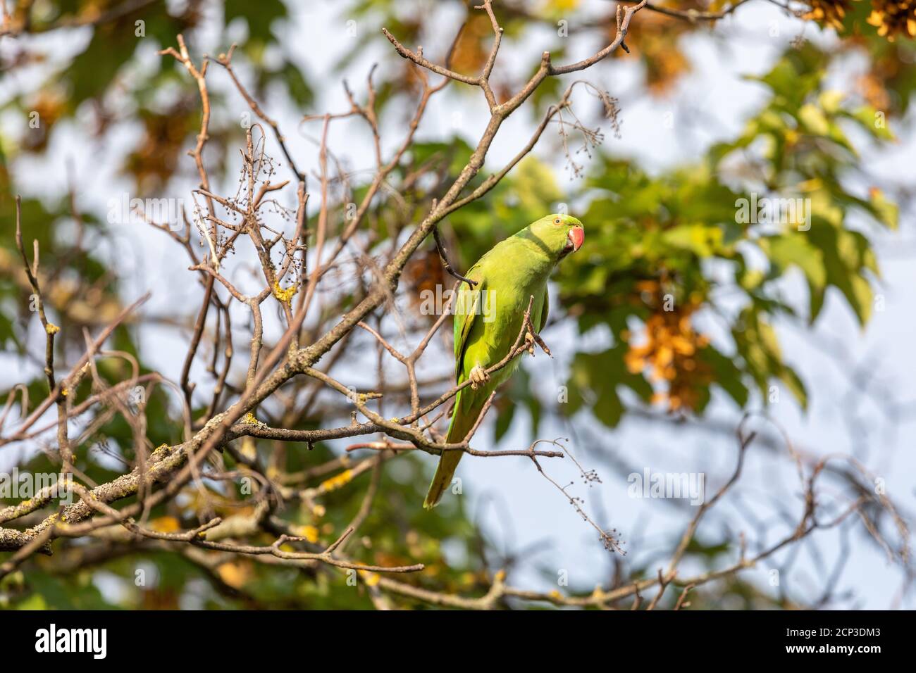 Green parrot sitting on the branch Stock Photo - Alamy
