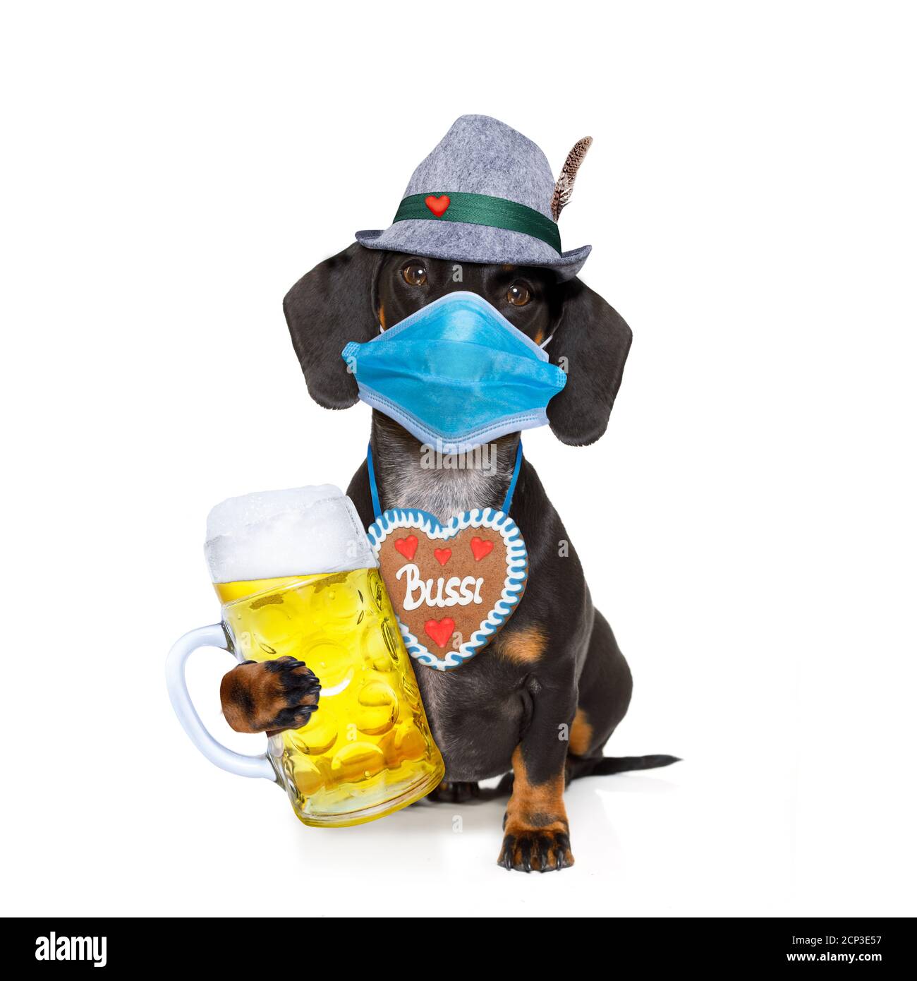 bavarian german dachshund sausage dog with gingergread and beer mug ...