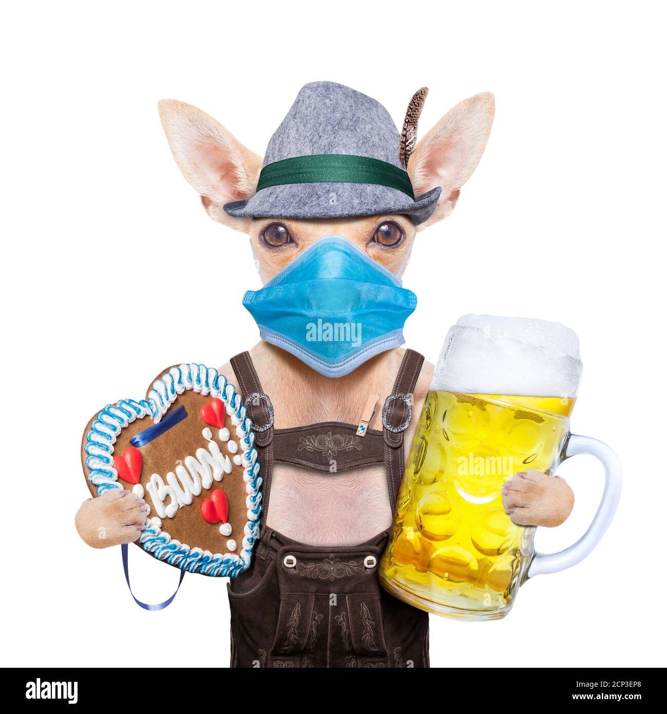 bavarian german chihuahua dog with gingergread and beer mug, isolated ...
