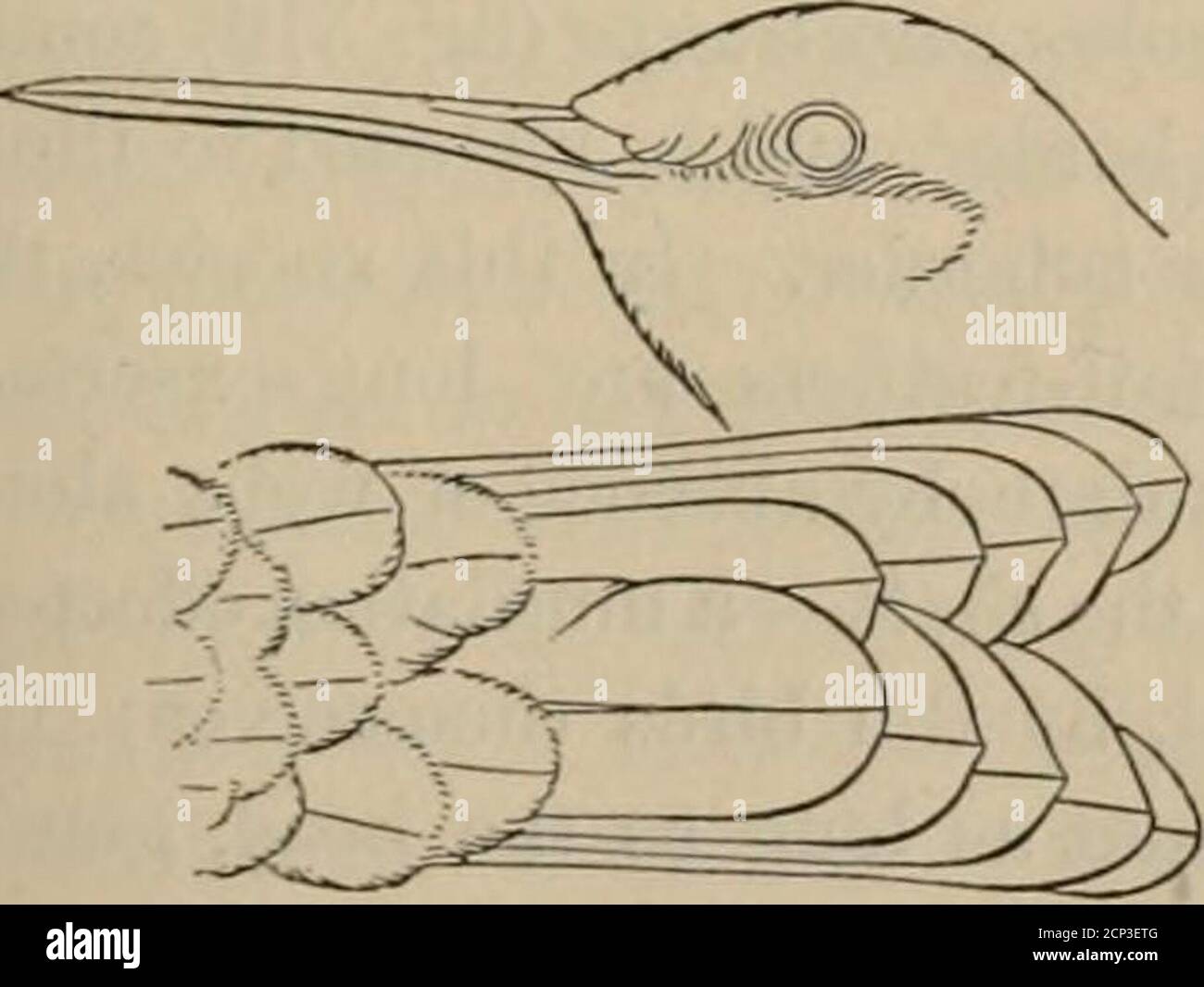 Broad rostrum hi-res stock photography and images - Alamy