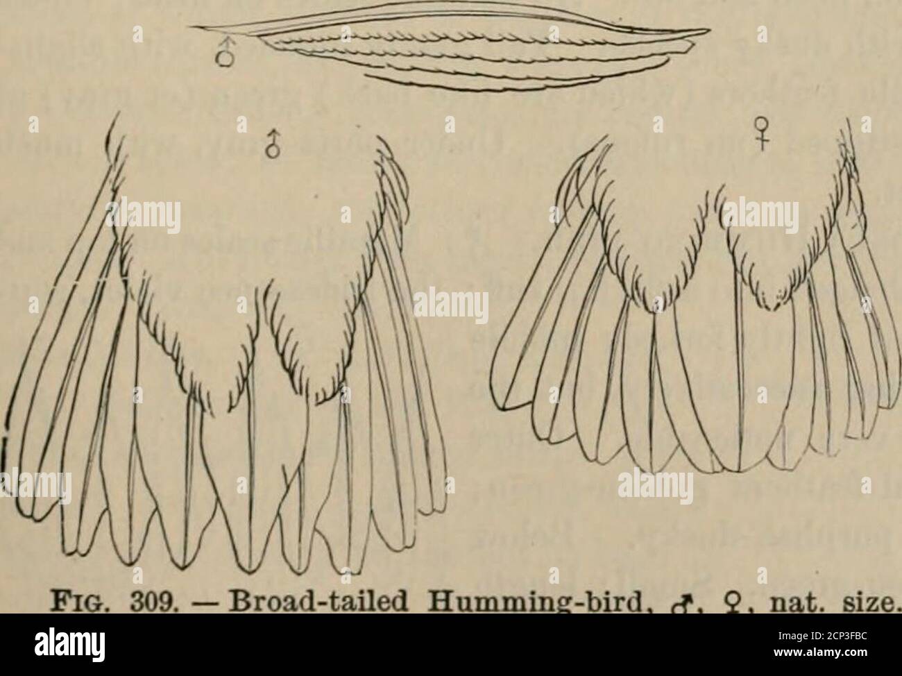 Twomiddle hi-res stock photography and images - Alamy