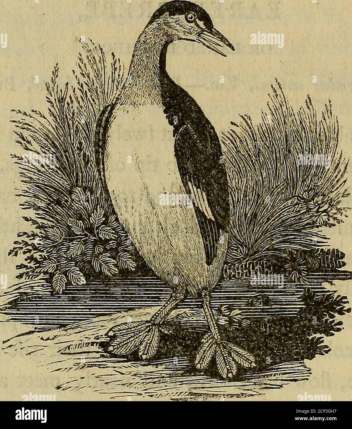 Birds with tufts on head hi-res stock photography and images - Alamy