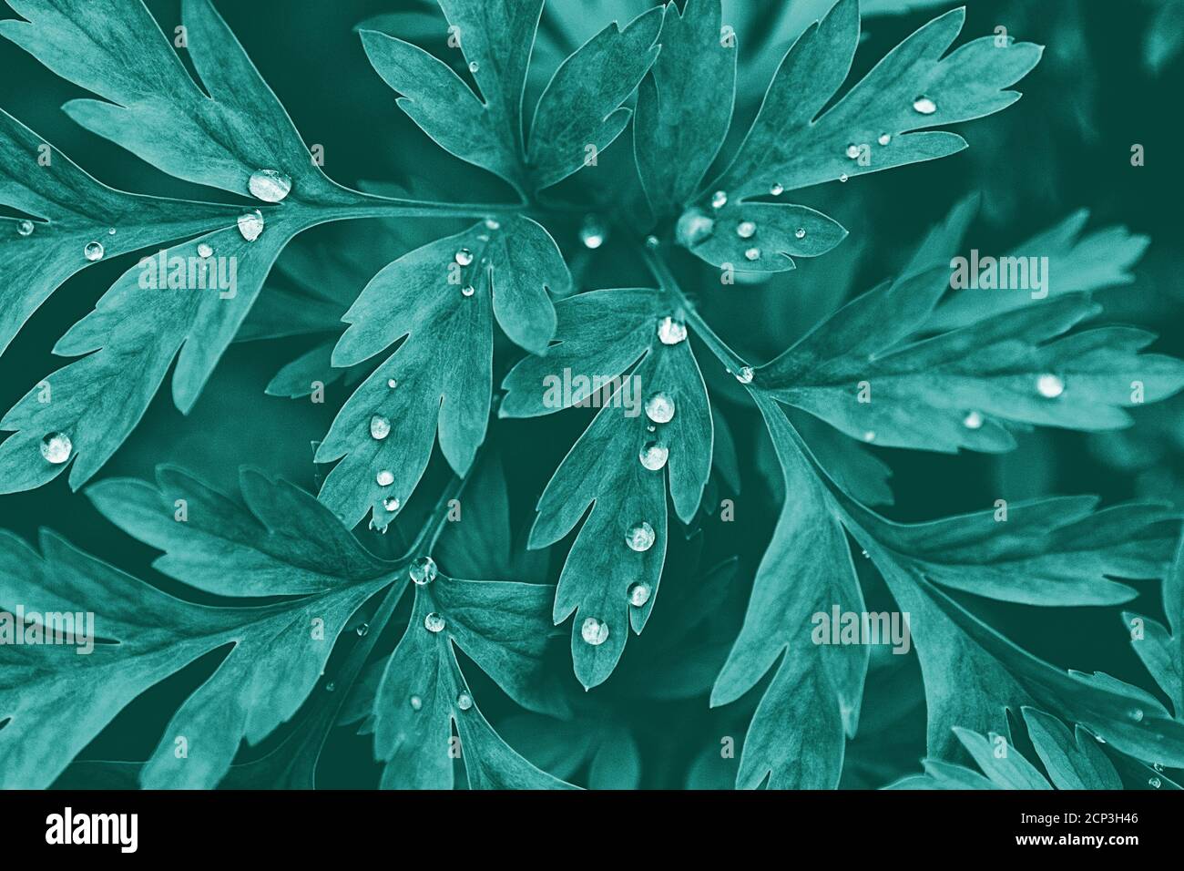 Lobed leaves hi-res stock photography and images - Alamy