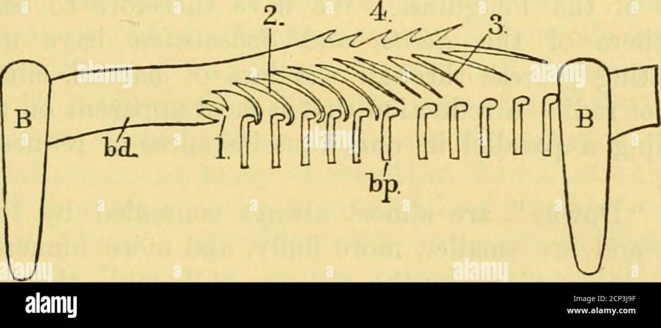 Distal barbule hi-res stock photography and images - Alamy