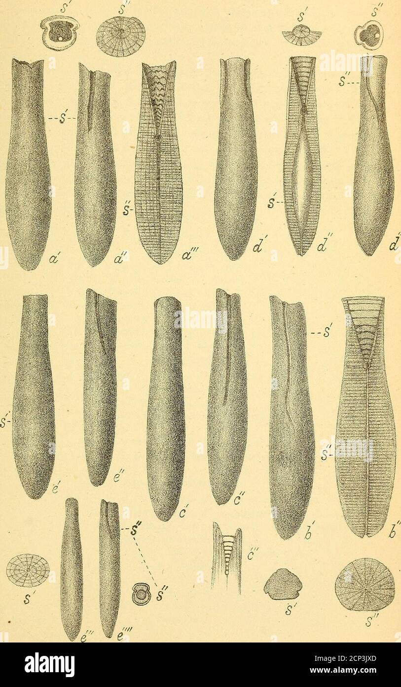 . Transactions and proceedings of the New Zealand Institute . he guard ...