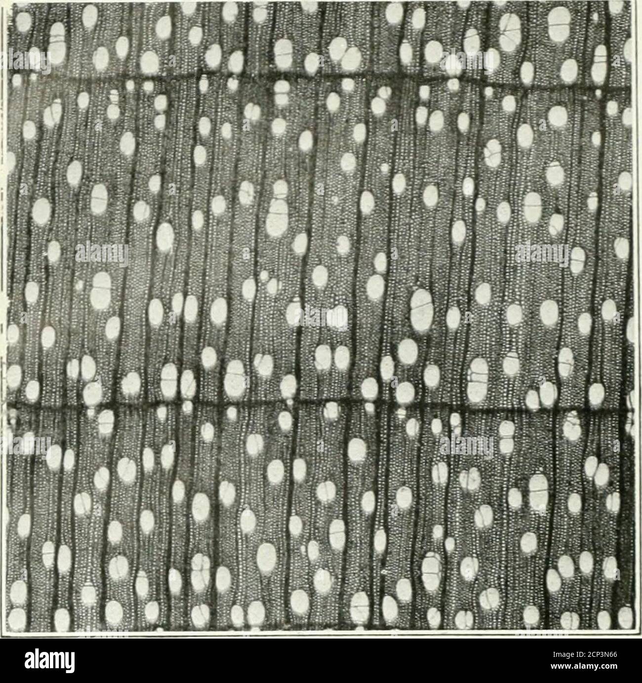 Wood Cross Section Identification Wood Slice Texture Tree Ring Cross