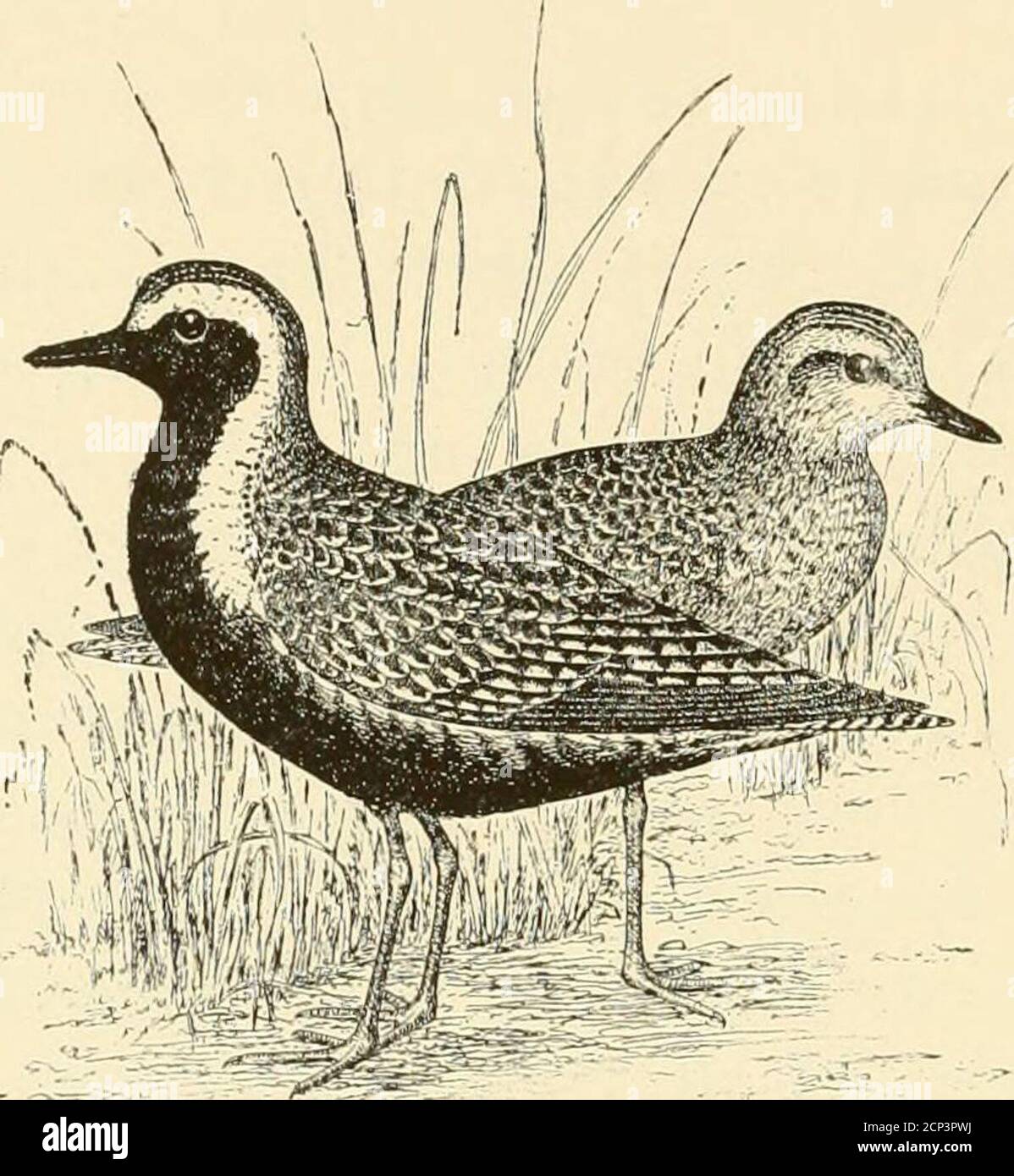 Blackbreast hi-res stock photography and images - Alamy