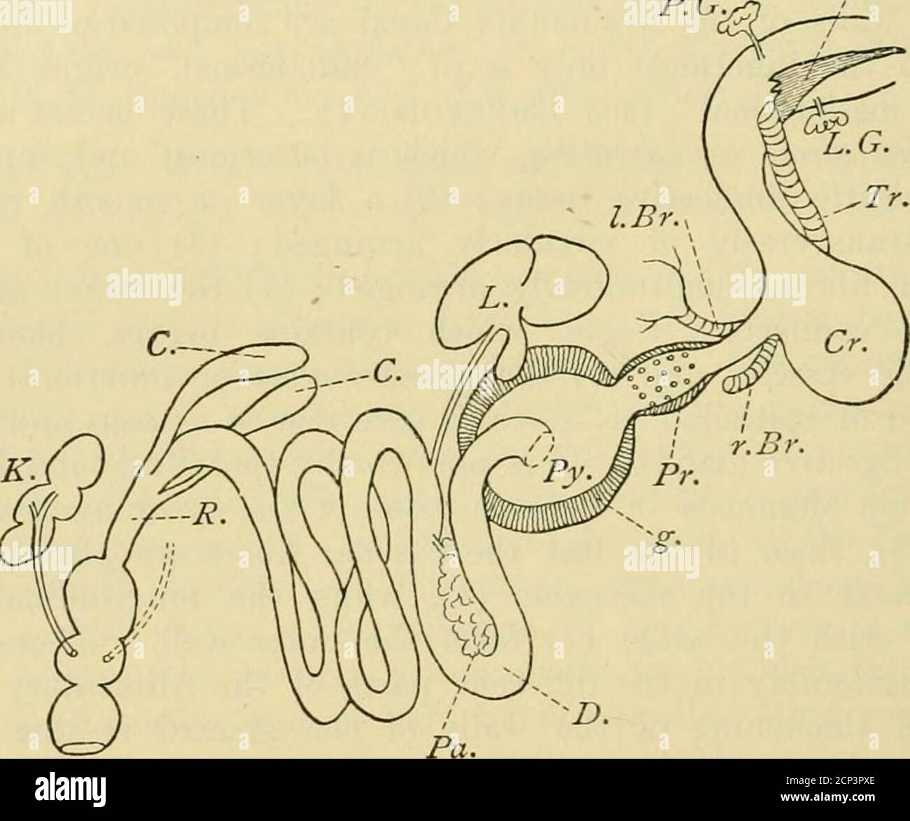 Digestive system loop hi-res stock photography and images - Alamy