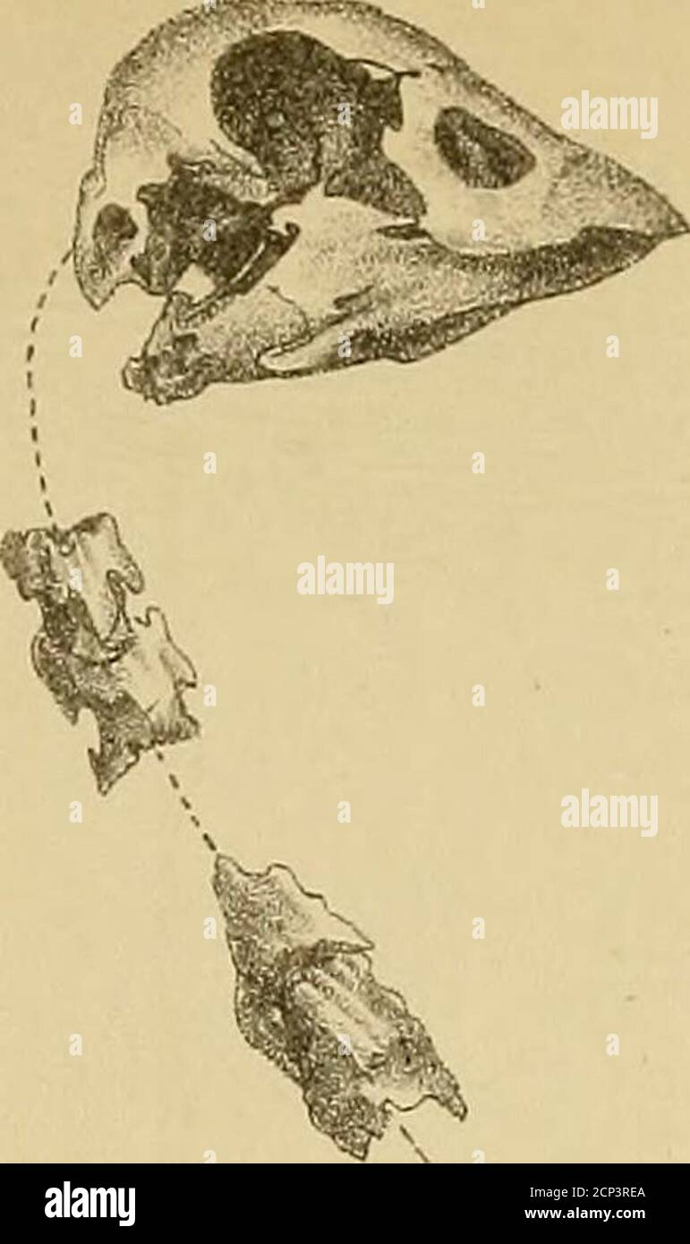 Carinate bird hi-res stock photography and images - Alamy