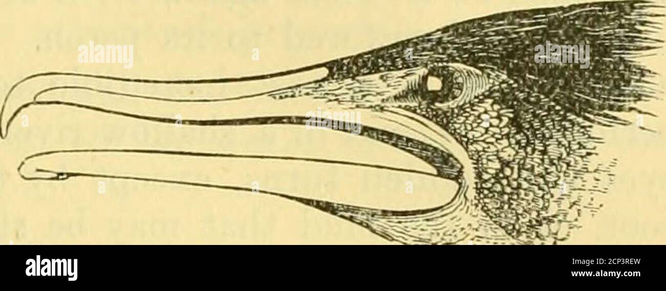 . A dictionary of birds . e that bird is nowextinct. COPPERSMITH, see ...