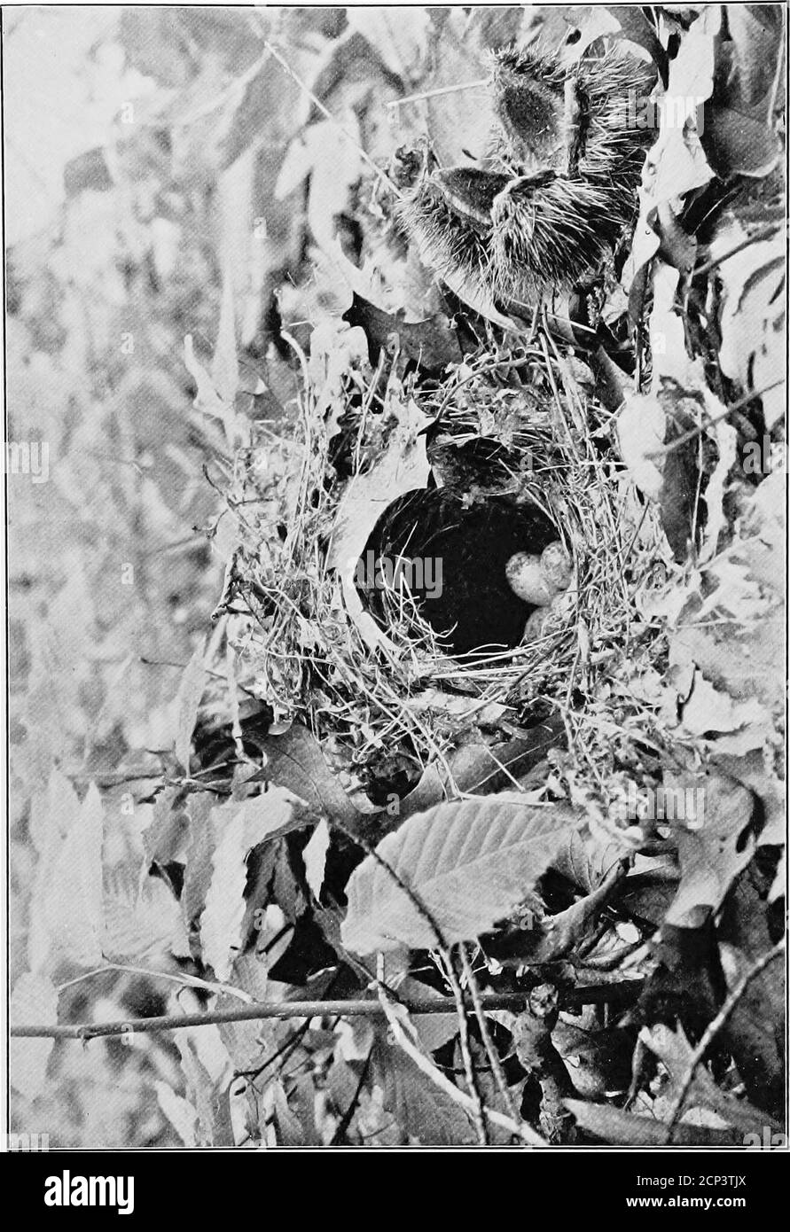 Hidden ground nests Black and White Stock Photos & Images - Alamy