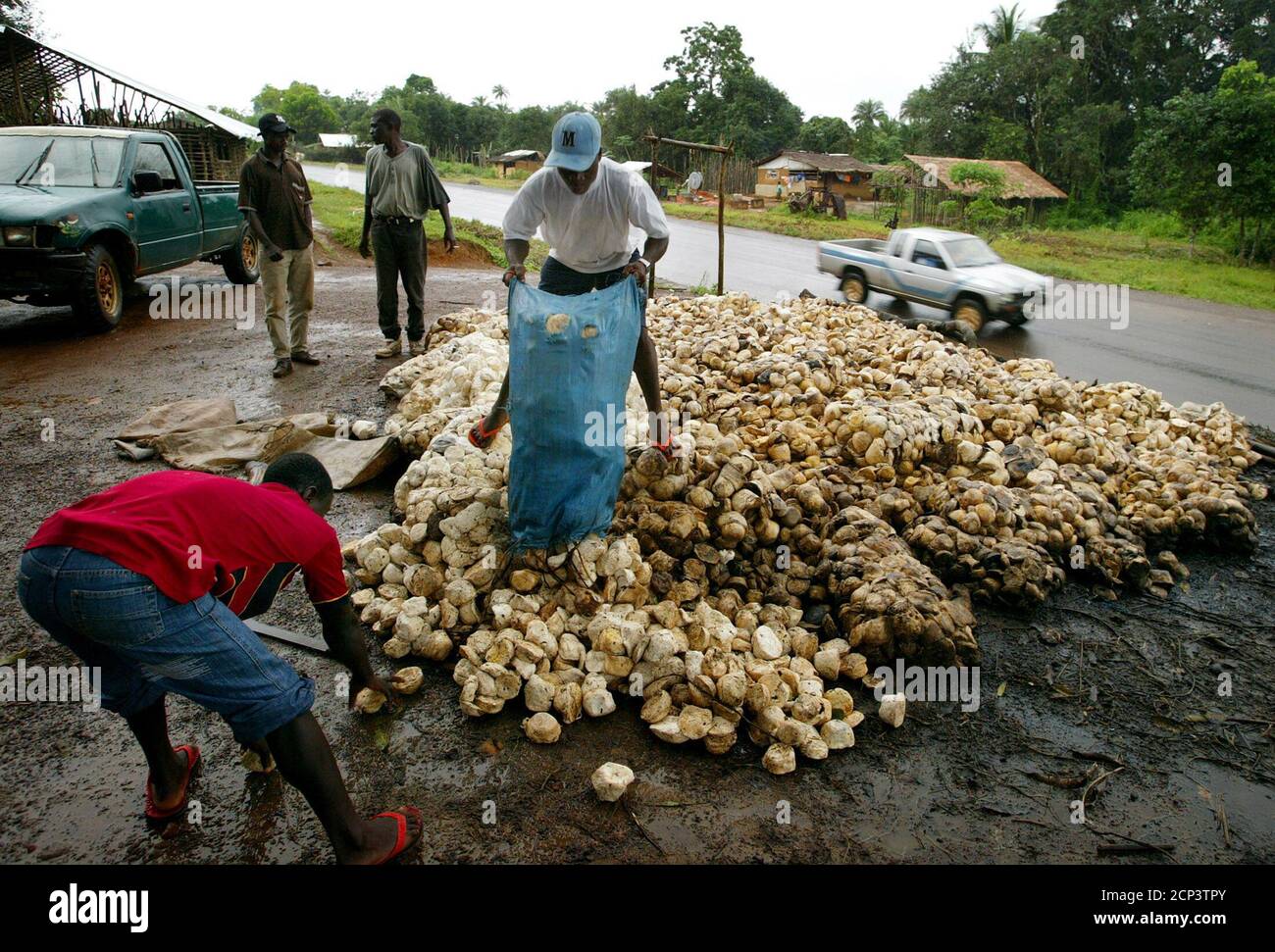 Rubber plantation liberia hi-res stock photography and images - Alamy