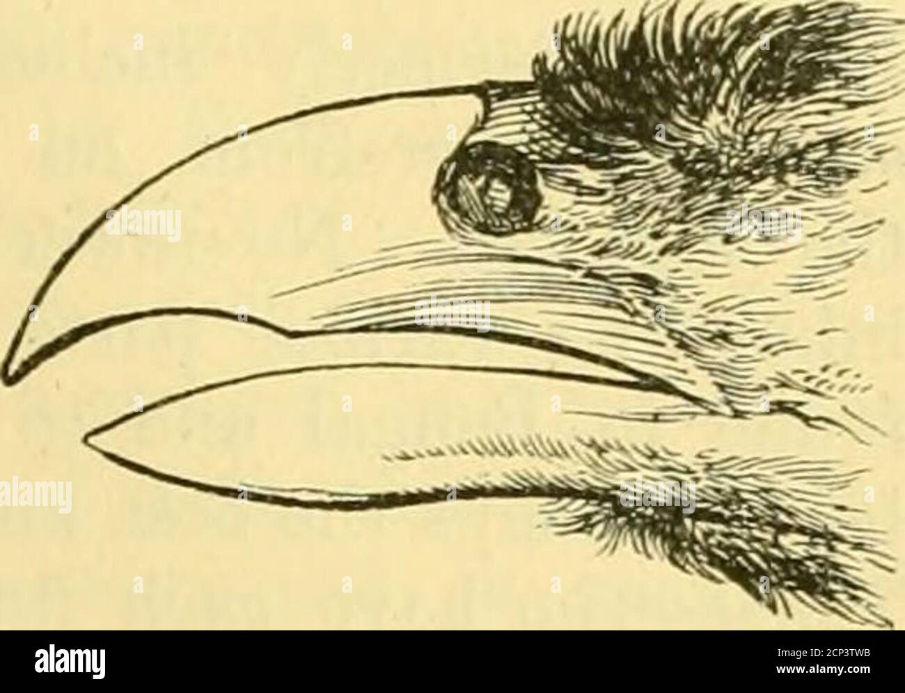 Formation of membrane in trachea hi-res stock photography and images ...