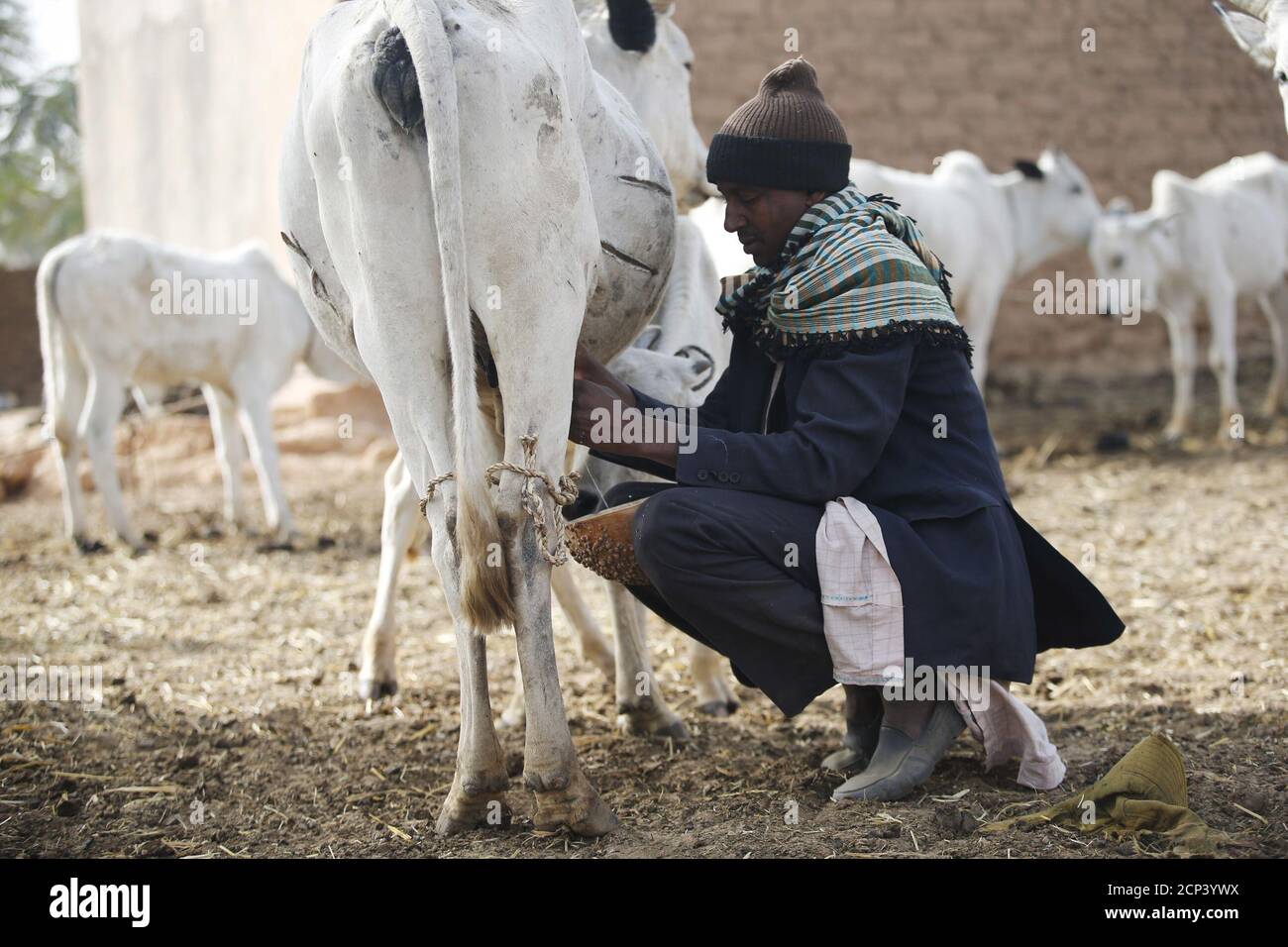 Fulani Food High Resolution Stock Photography and Images - Alamy