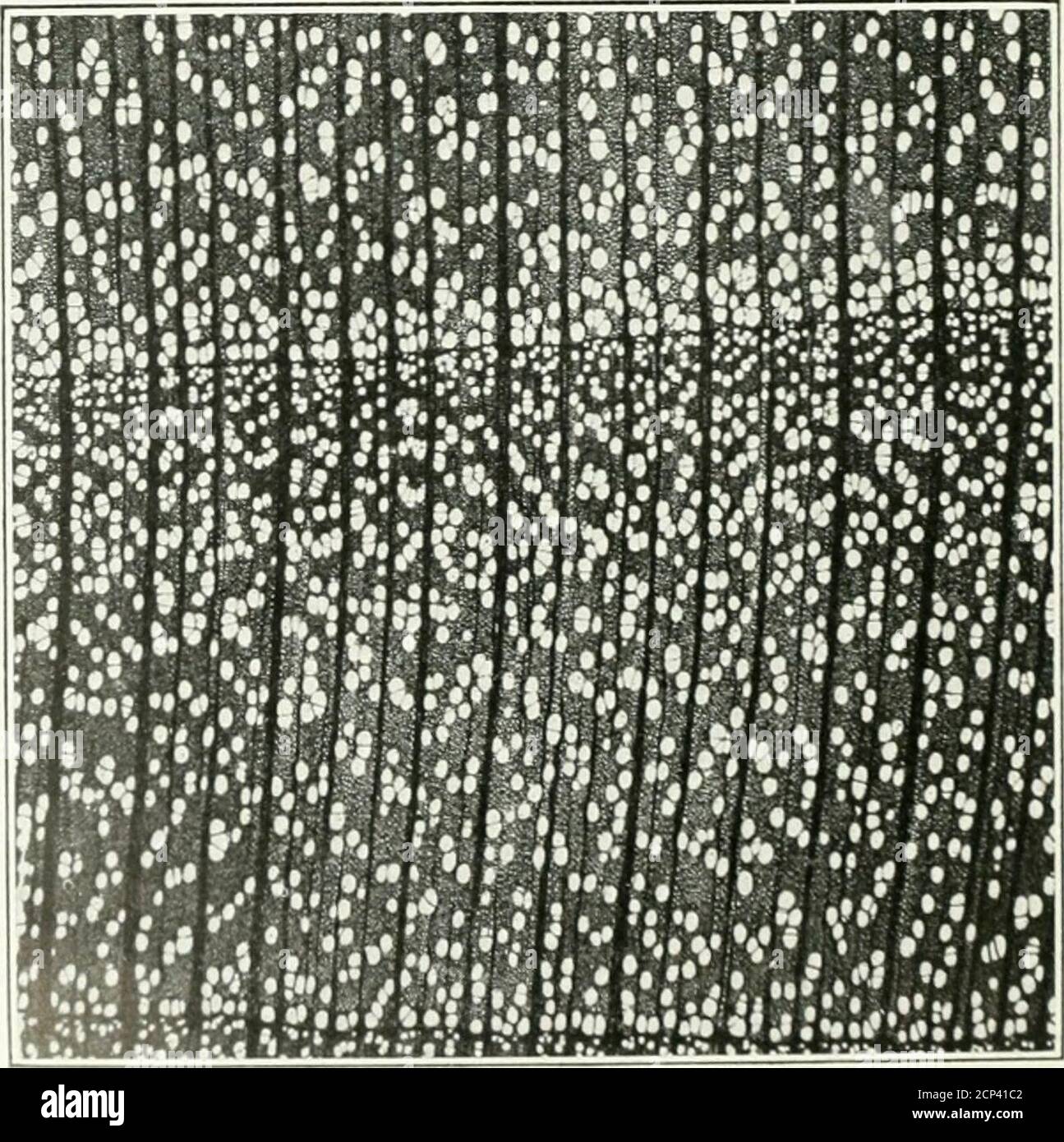 . Guidebook for the identification of woods used for ties and timbers ...