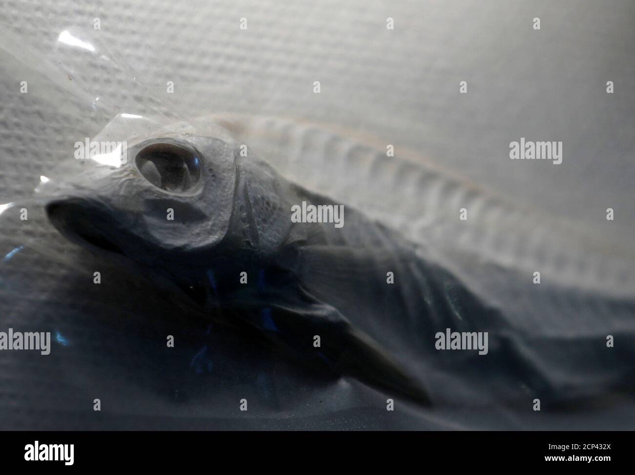 Minamata disease hi-res stock photography and images - Alamy