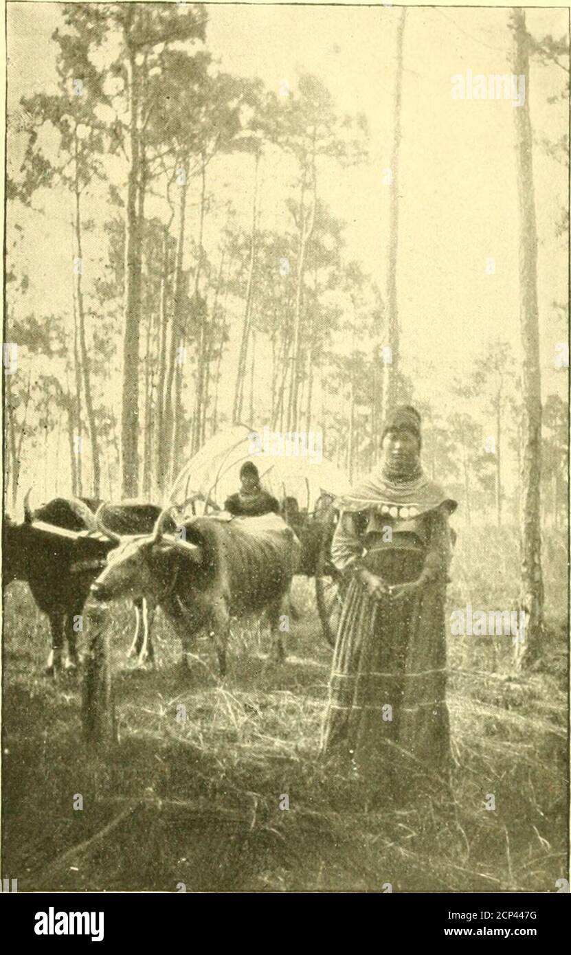 Seminole indians hunting hi-res stock photography and images - Alamy