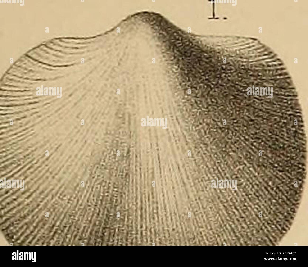 . Report of the Geological exploration of the fortieth parallel ...