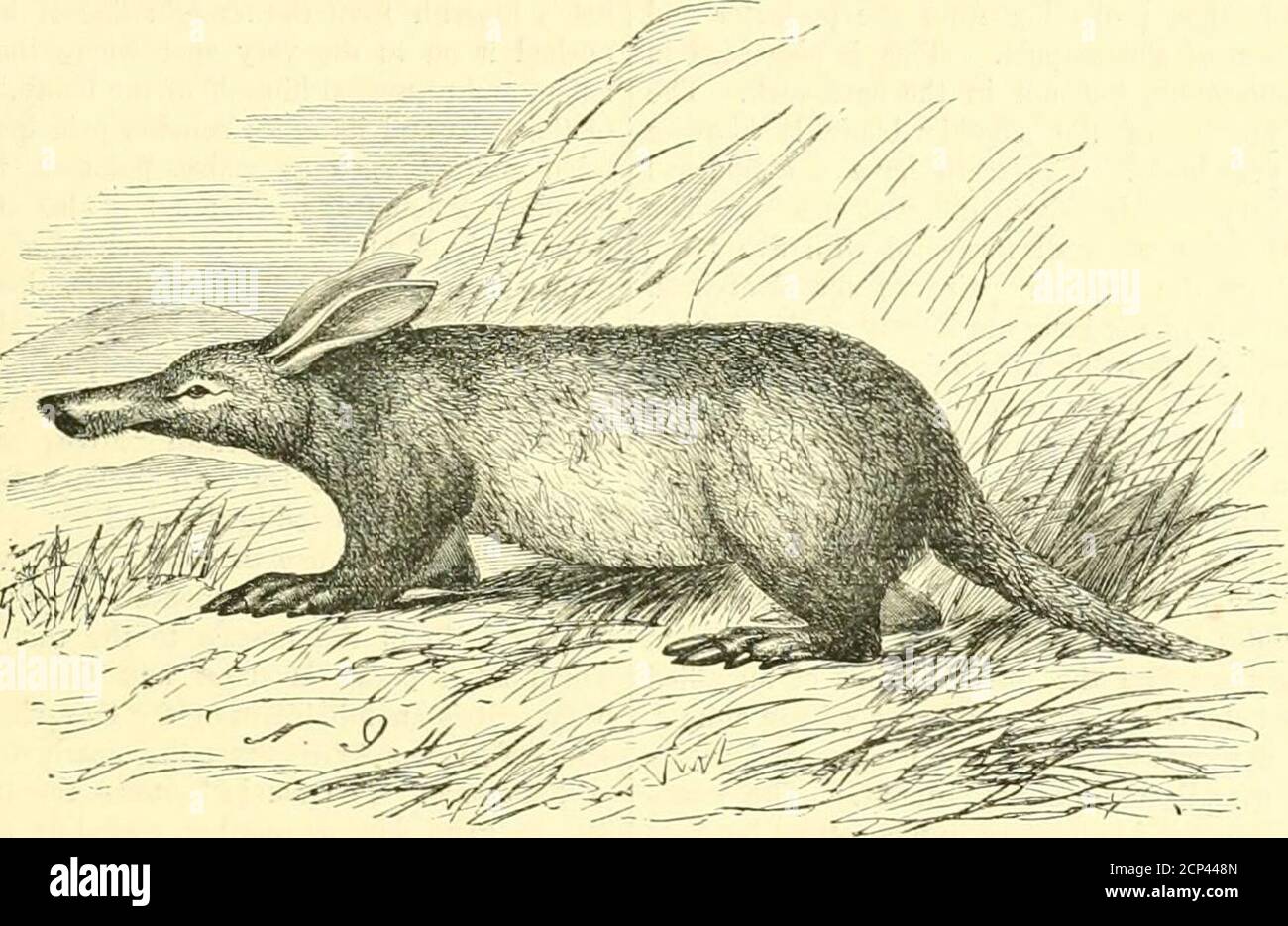 . The museum of natural history, with introductory essay on the natural ...