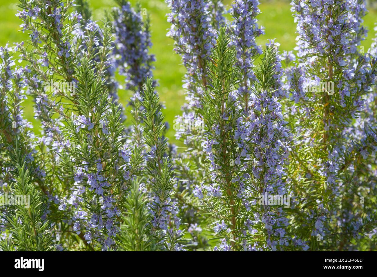 Rosemary, Rosmarinus officinalis, blossom, blooming, aromatic plant ...