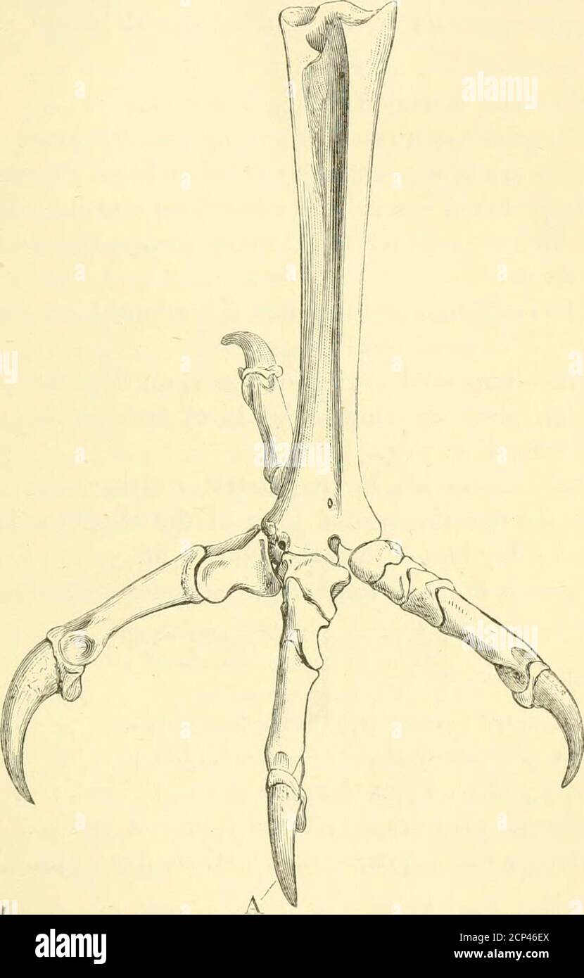 Búho de madagascar hi-res stock photography and images - Alamy