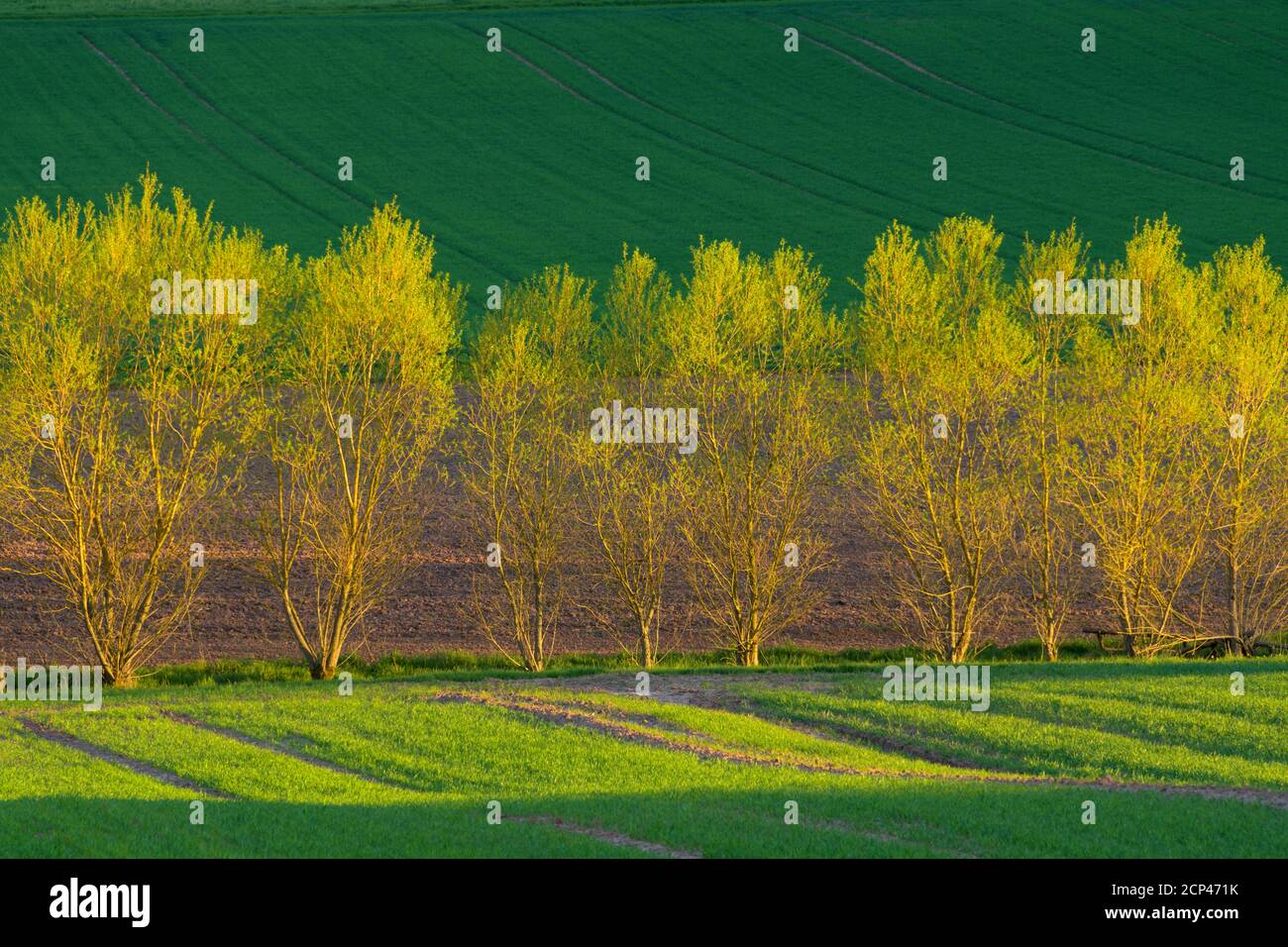 Willow tree, row of trees, sunset, spring, Triefenstein, Main-Spessart ...