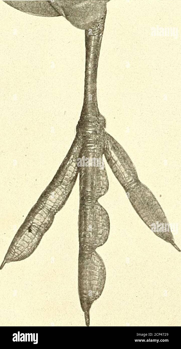 . Bird lore . veloped on the tarsus, or upper foot, in fowls, Tur-keys ...