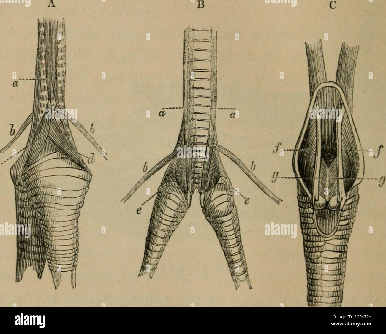 . Birds . Trachea of the Swan. It is by the muscles of the inferior ...
