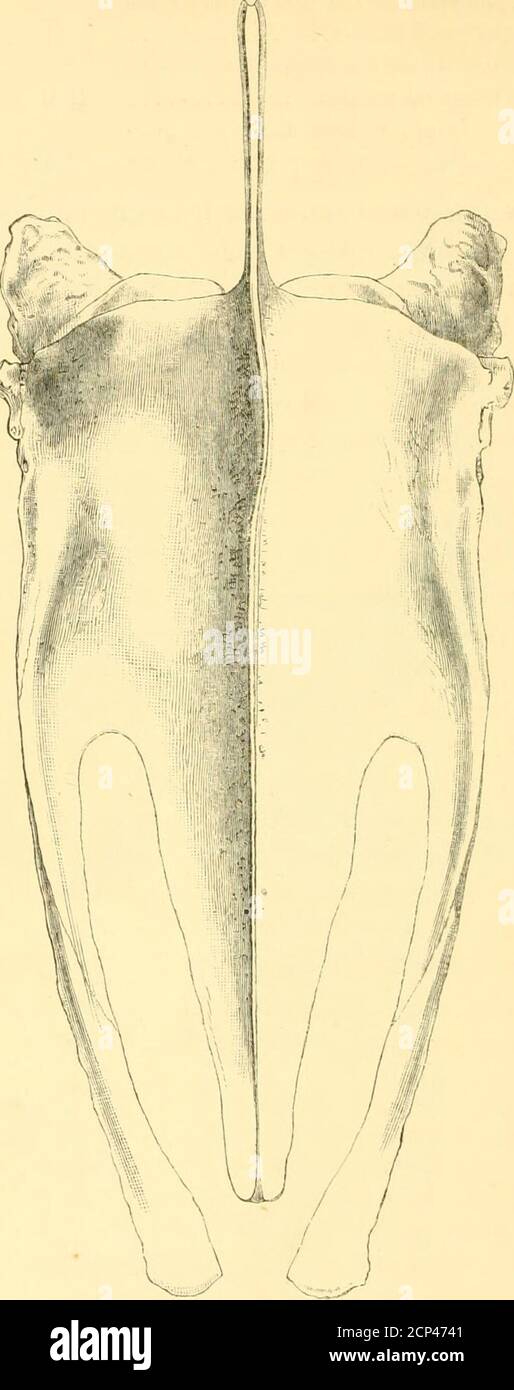 Striges hi-res stock photography and images - Alamy