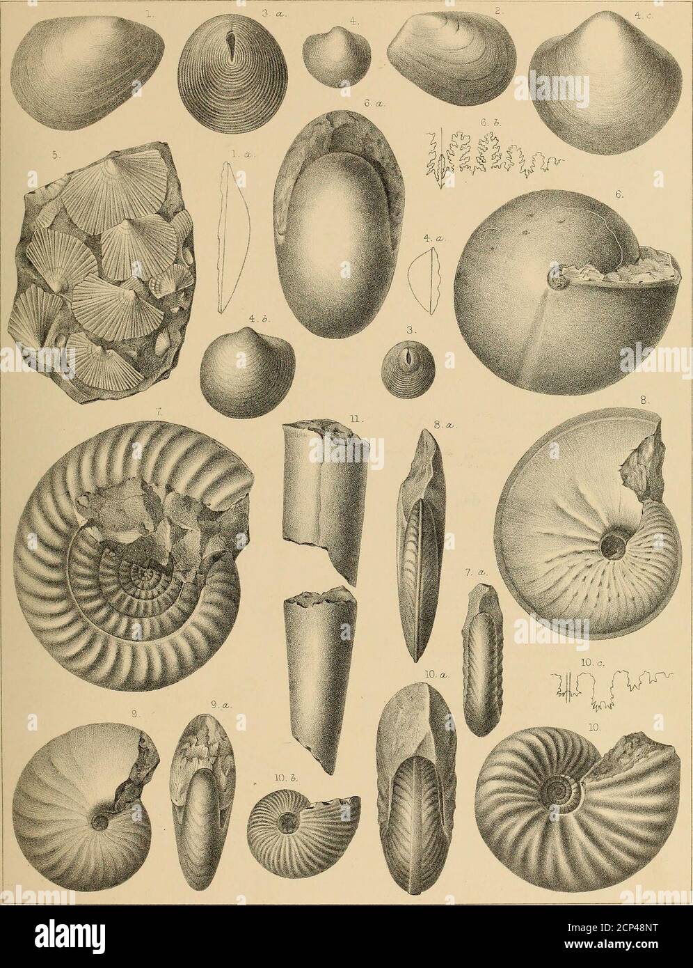 . Report of the Geological exploration of the fortieth parallel . ts of ...