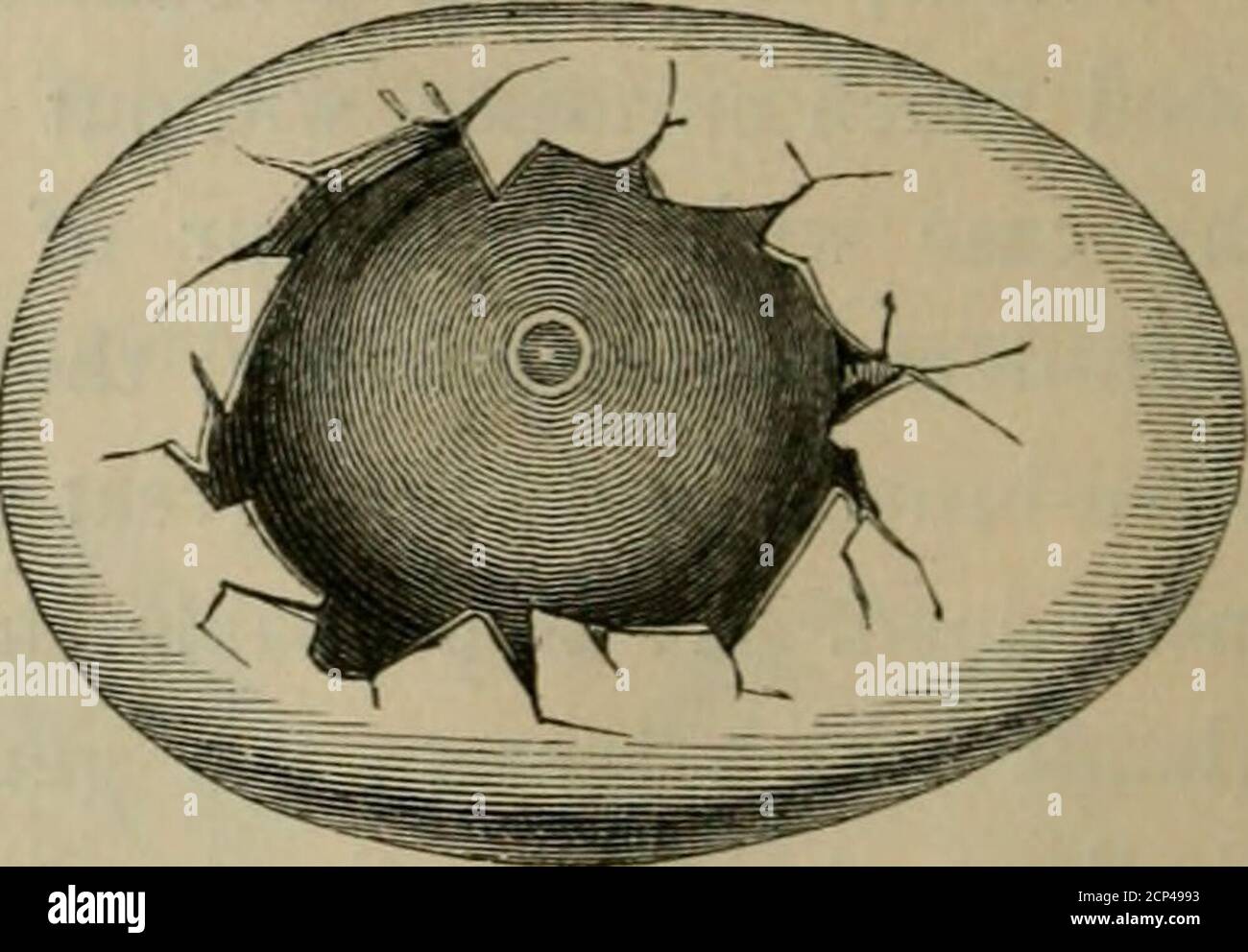 Process of hatching hi-res stock photography and images - Alamy