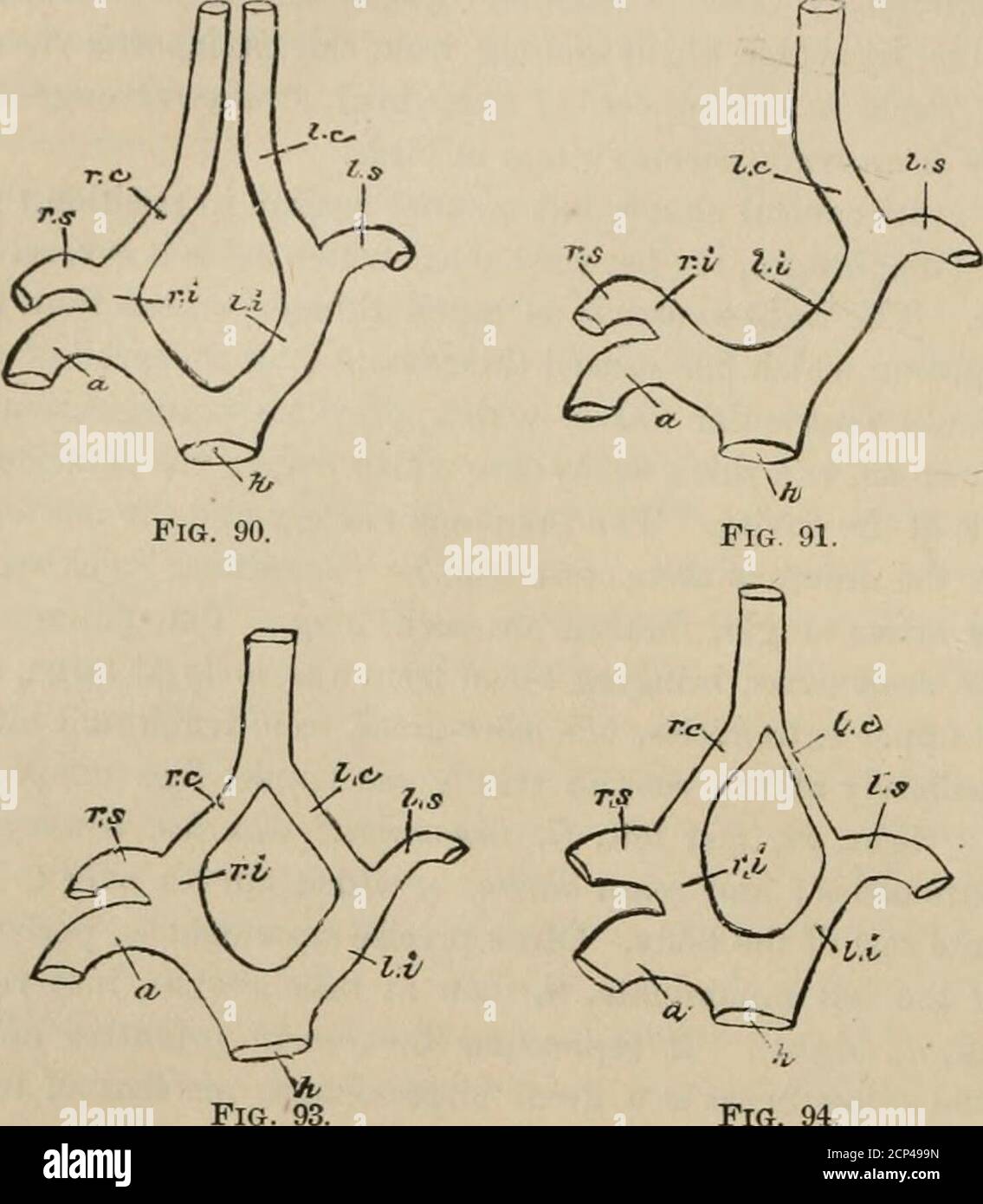 Jugular Vein Dog Diagram