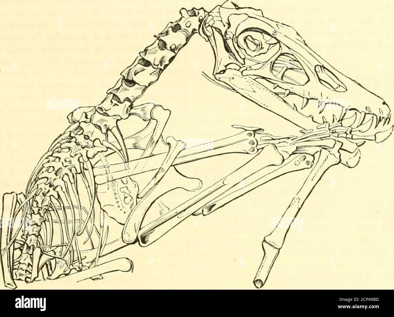 Antediluvian animals hi-res stock photography and images - Alamy