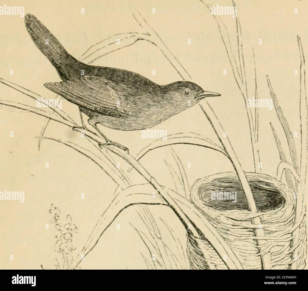 . Birds . pletely concealed.How the thread is formed, and how the ...