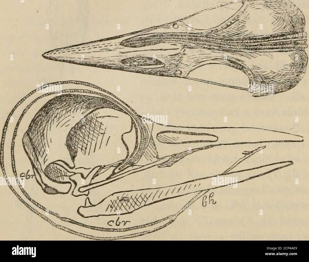 Hyoid apparatus hi-res stock photography and images - Alamy