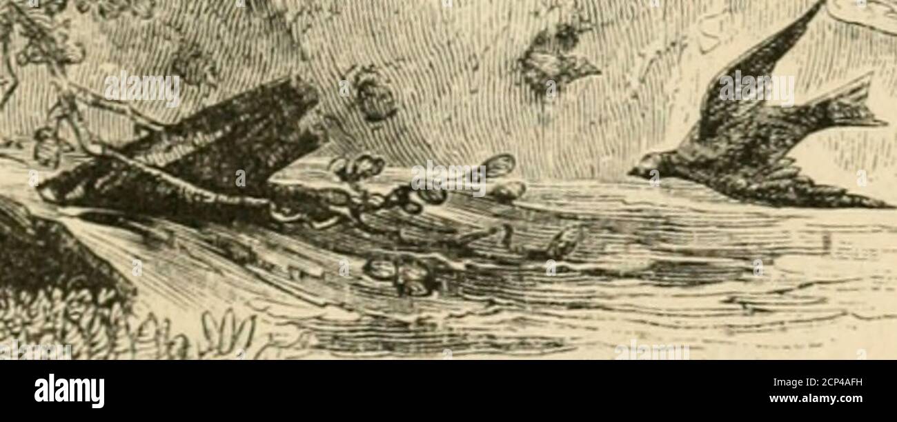 Rooks nest house hi-res stock photography and images - Alamy